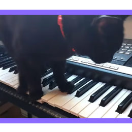 DTM by Cat w-【動画】 なんだか妙に“雰囲気”があるシュールな曲を弾くネコwww | 6i6.jp